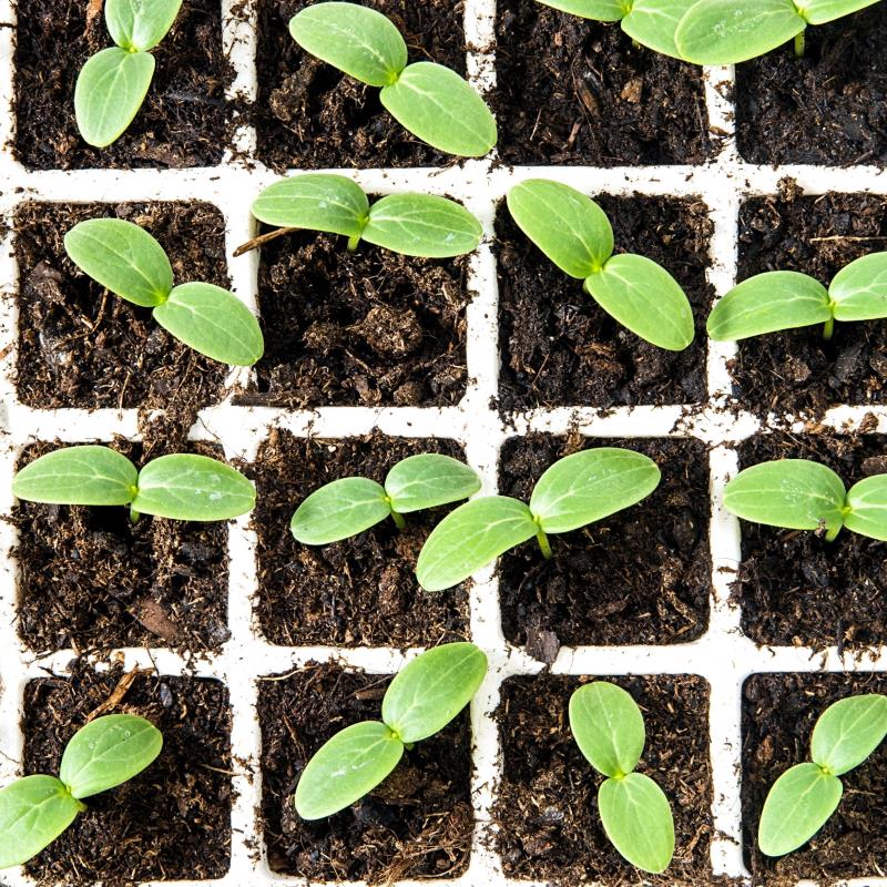 VOLUNTEER PROGRAM – SEED PLANTING 2 | Mayernik Kitchen