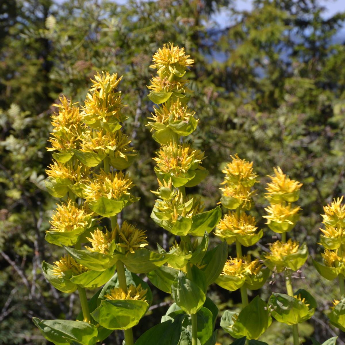 Gentian Root Gentiana Lutea Mayernik Kitchen Gentian Root Gentiana Lutea Mayernik Kitchen