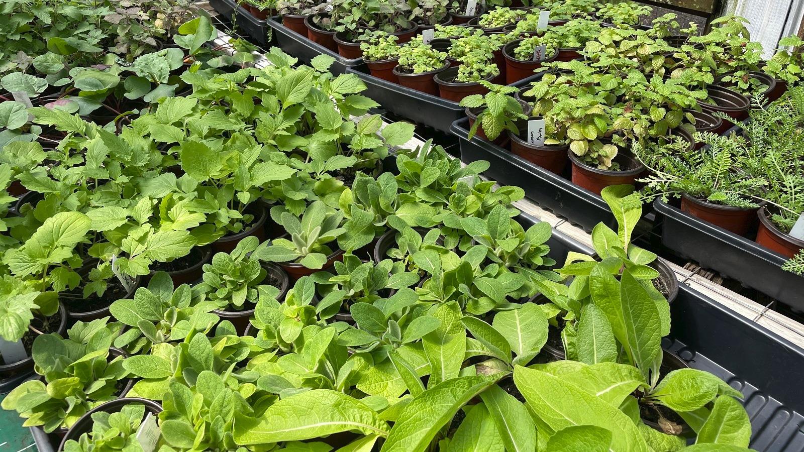 Live Medicinal Herbal Plants for Sale | Mayernik Kitchen